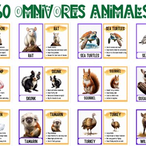 60 Omnivore Animal Flashcards | Kids Learning Flash Cards | Educational ...