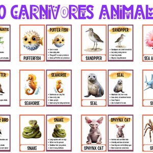 60 Carnivore Animal Flashcards | Kids Learning Flash Cards ...