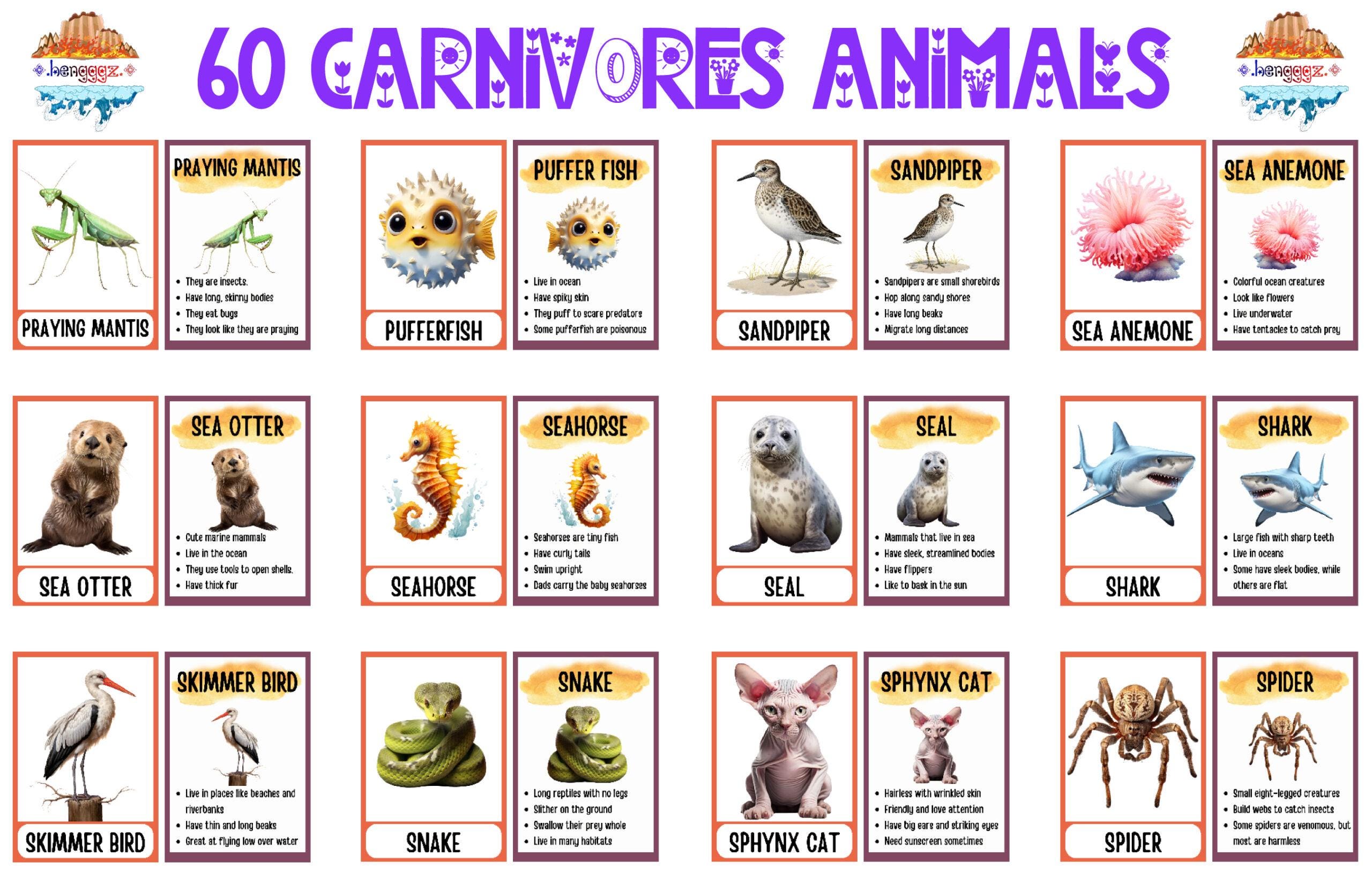 60 Carnivore Animal Flashcards | Kids Learning Flash Cards ...