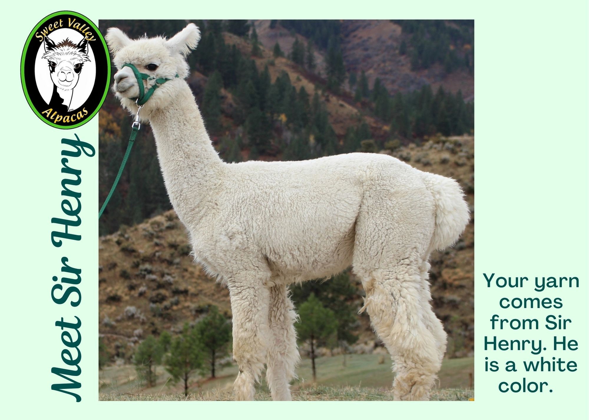 Alpaca Beige Barber-pole Yarn, 2-ply Semi-bulky Merino, Alpaca Sweater ...