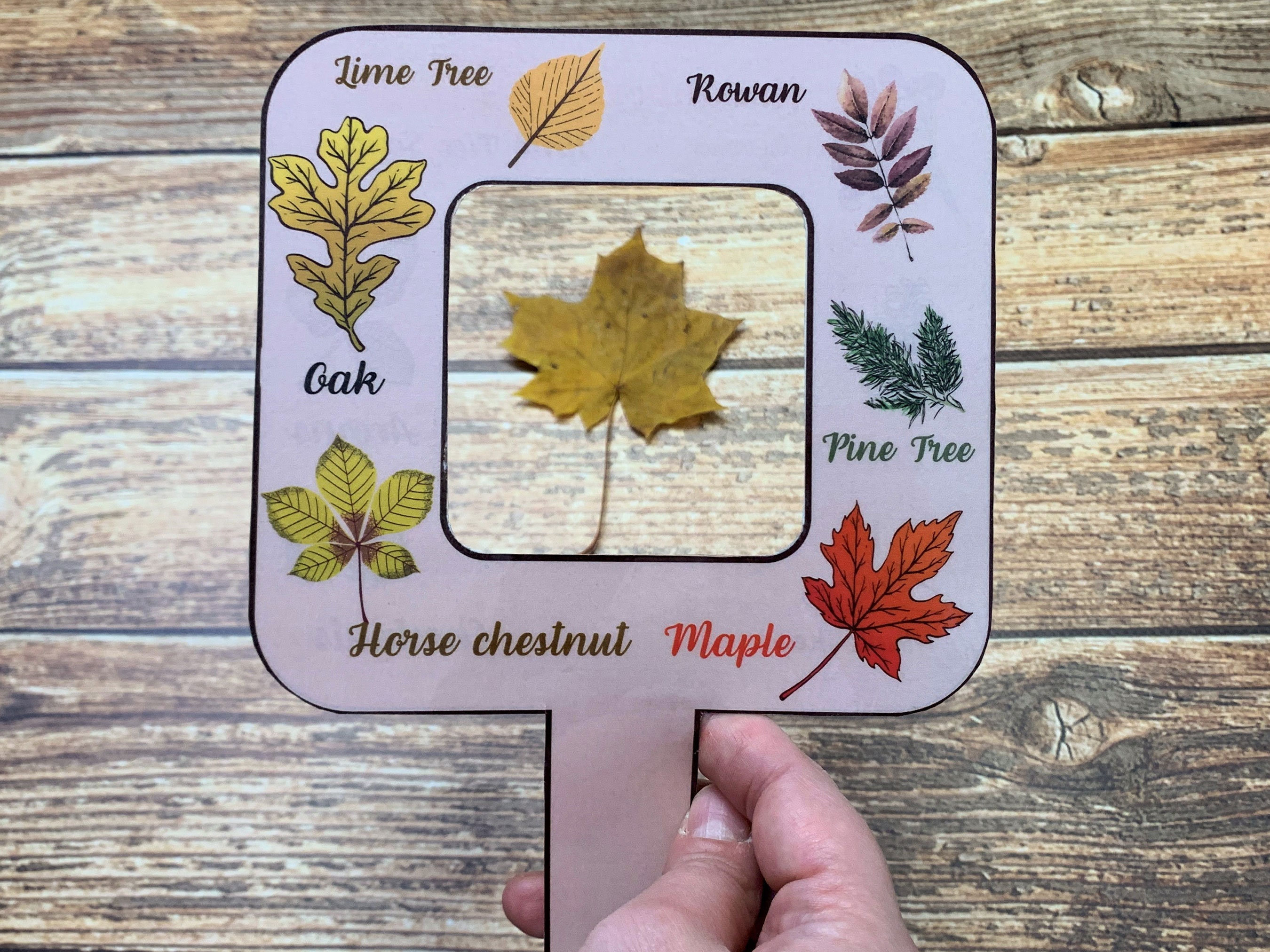 Two-sided Autumn Loop for Types of Trees Learning, Homeschool ...