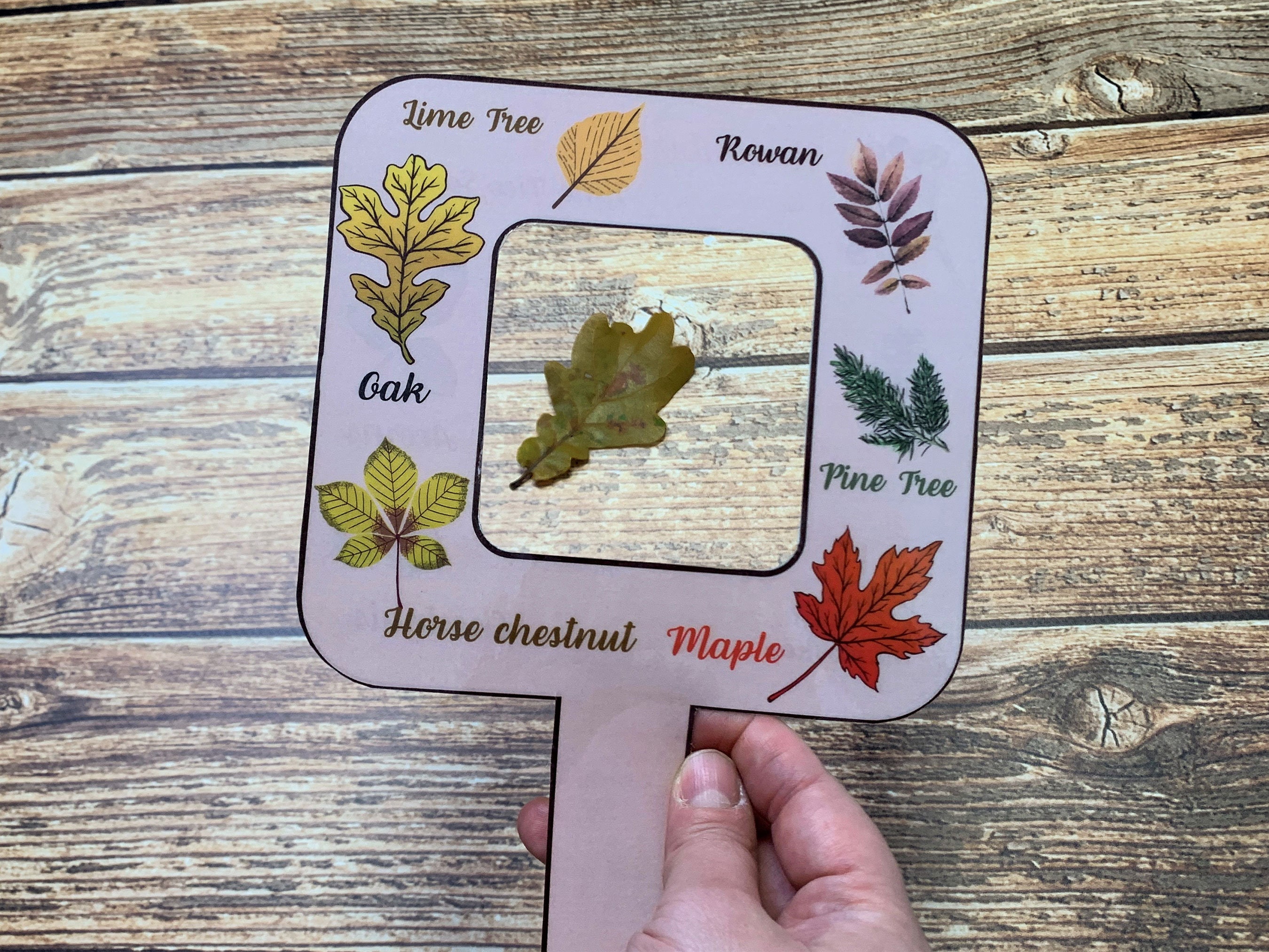 Two-sided Autumn Loop for Types of Trees Learning, Homeschool ...
