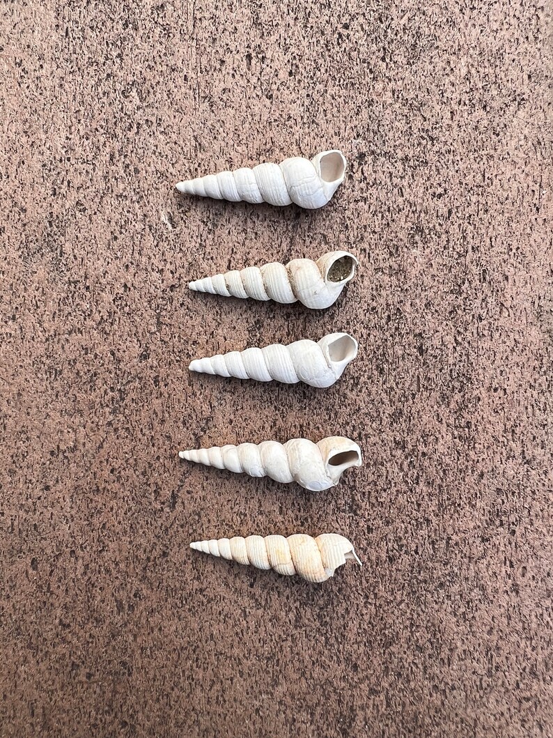 Turritella Plebeia Turret Snail Fossil From the Miocene - Etsy