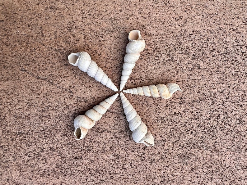 Turritella Plebeia Turret Snail Fossil From the Miocene - Etsy