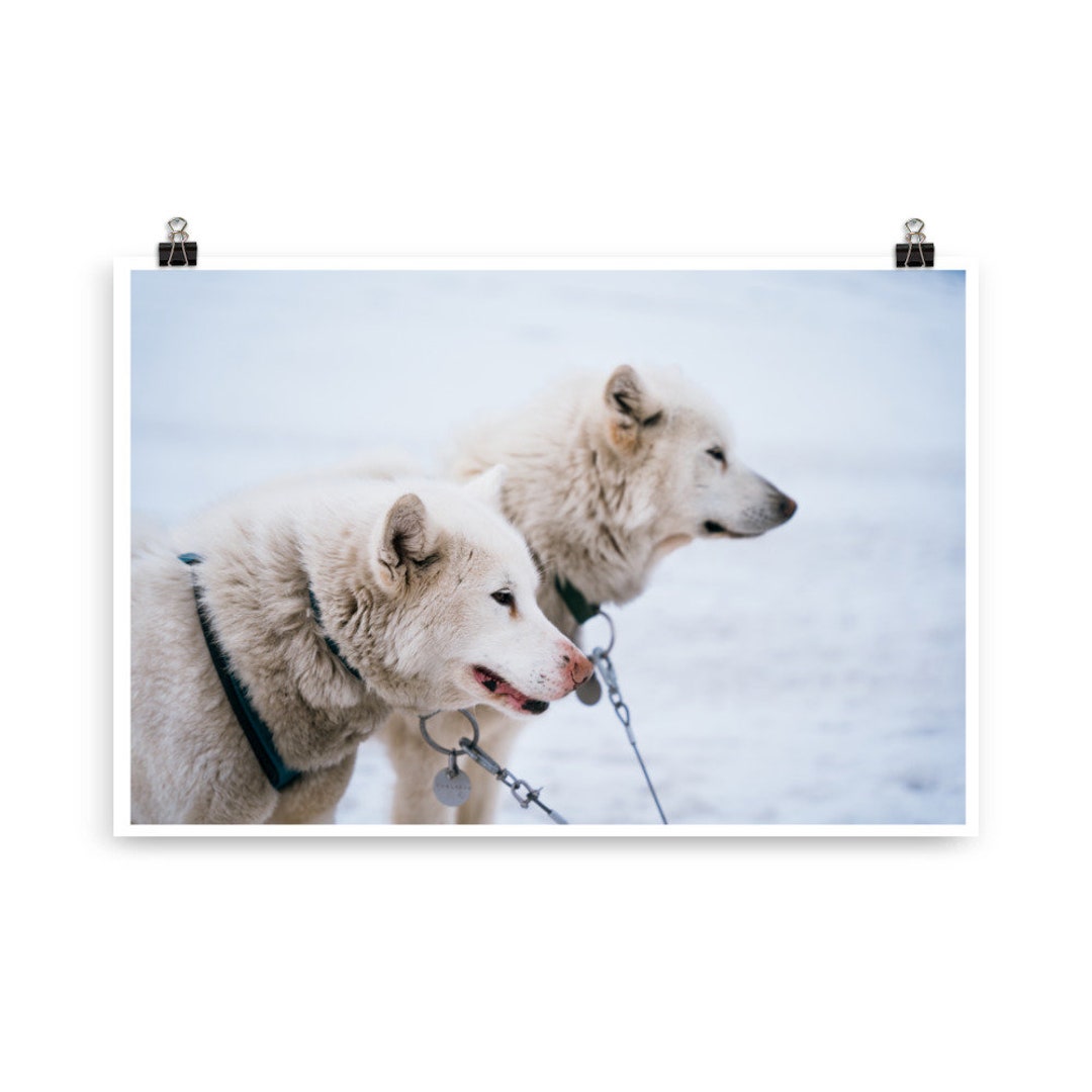 White Huskies From Svalbard | Art Print | Home Decor - Etsy