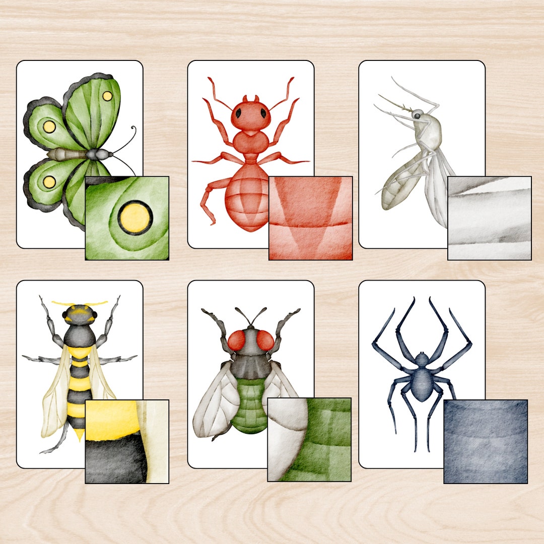 Insect Pattern Match Activity, Printable Insect Educational Activity ...