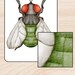 Insect Pattern Match Activity, Printable Insect Educational Activity ...