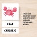 A-Z Bilingual Alphabet Flash Cards, English and Spanish Flash Cards for ...