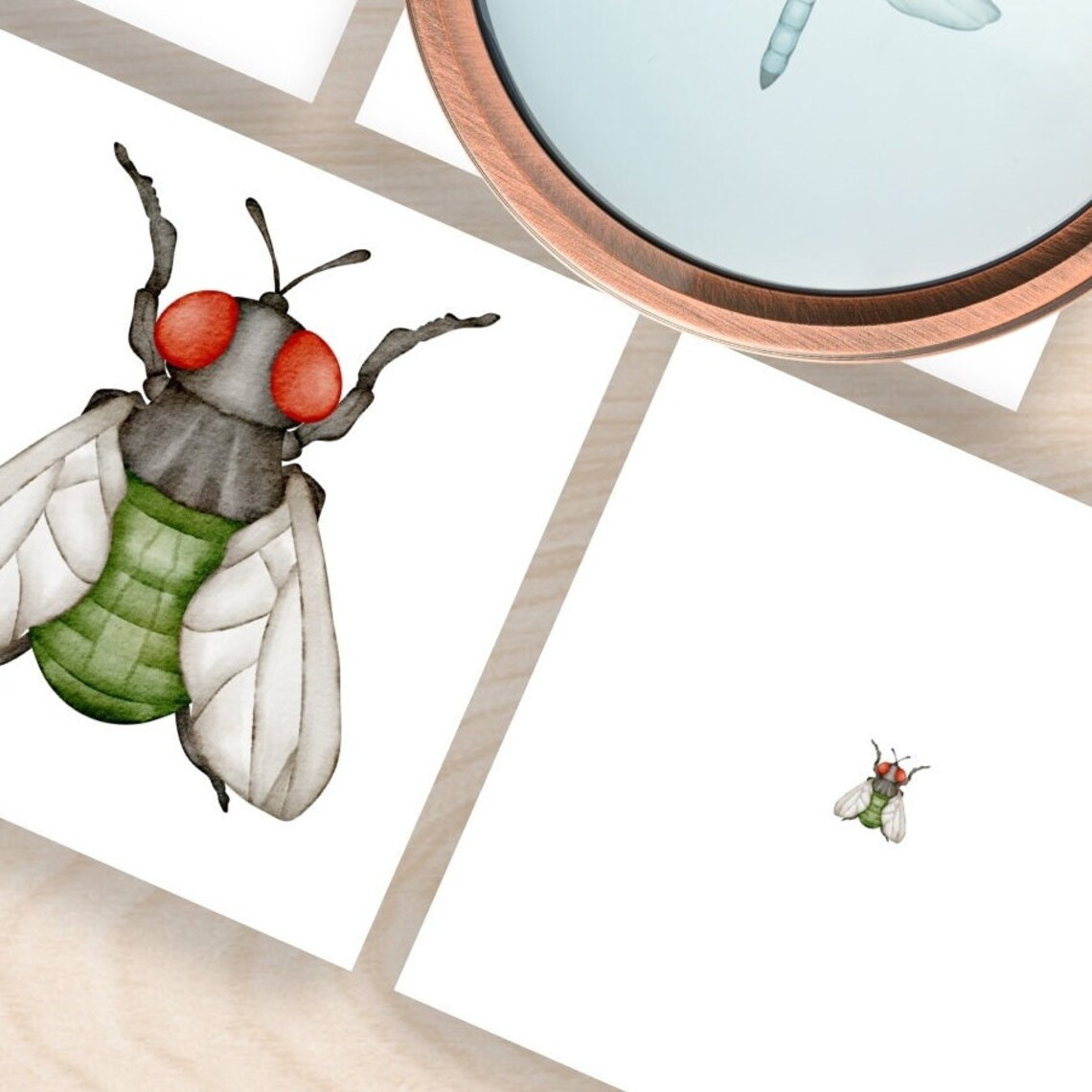 Insect Magnifying Glass Matching Activity, Preschool Spring Activity ...