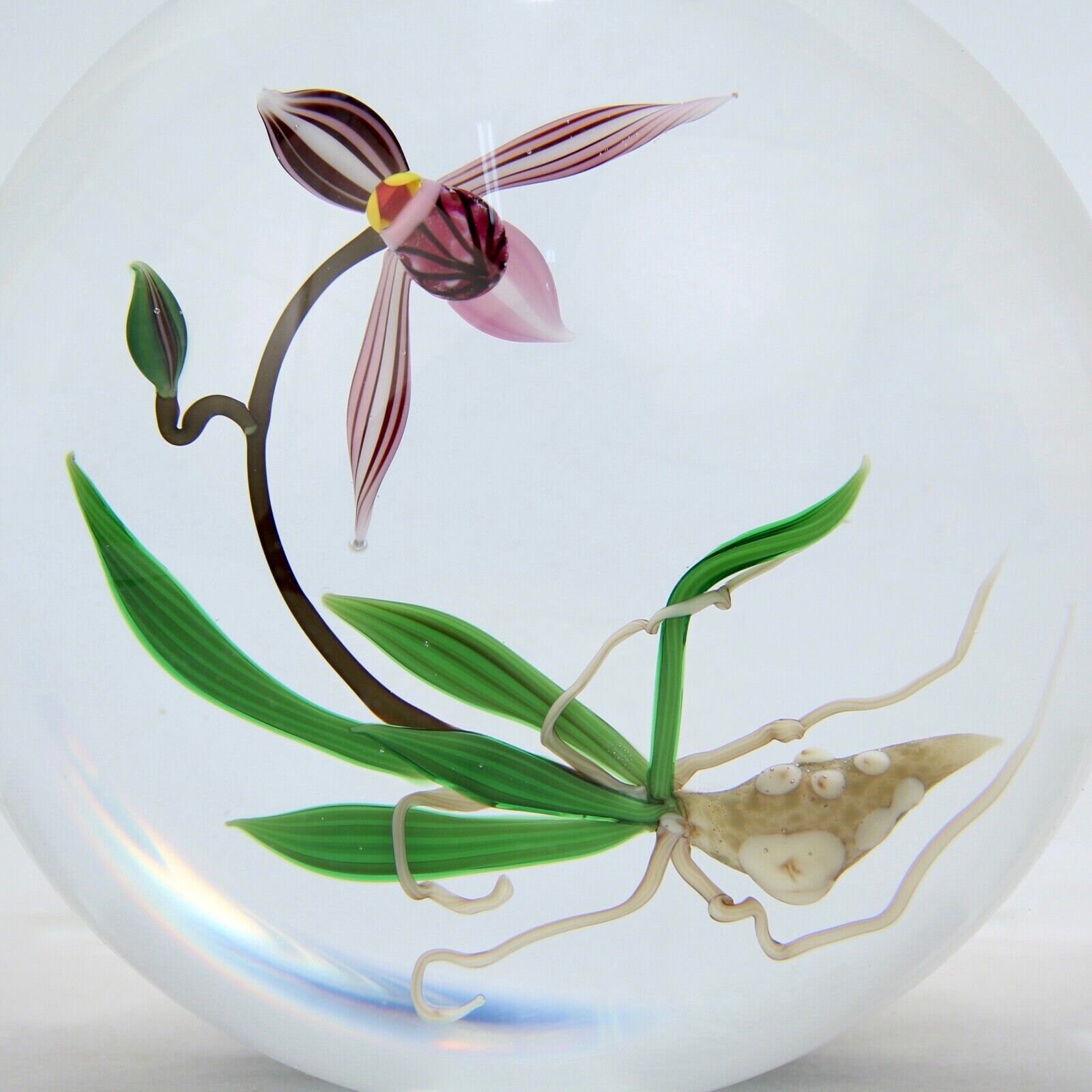 Chris Buzzini Artist-proof Orchid Flower and Roots Art Glass ...