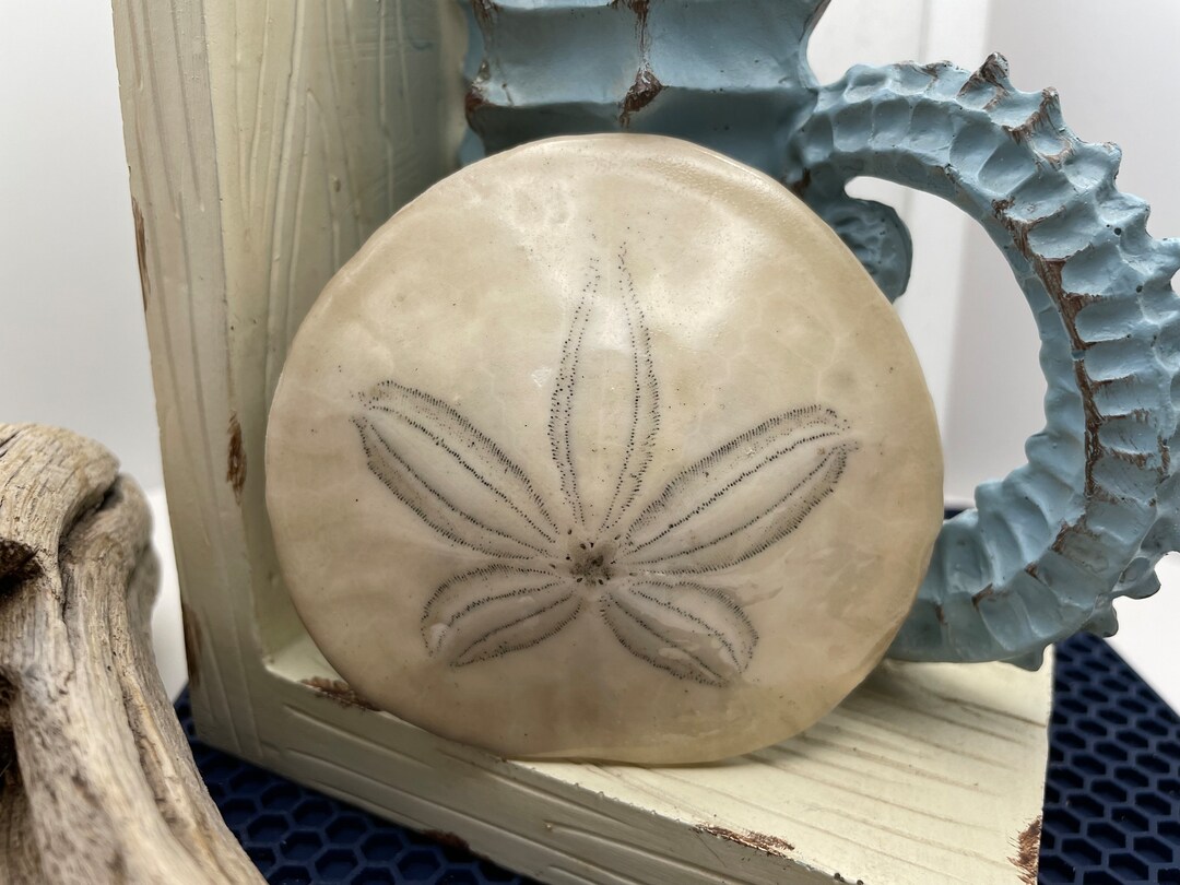 Sand Dollar Magnets/resined and Natural. - Etsy