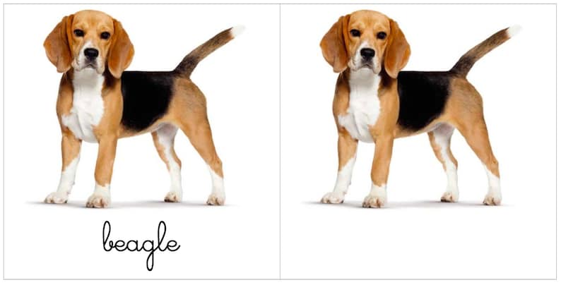 Dog Breed Nomenclature - Etsy
