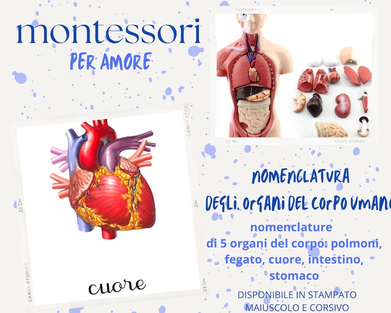 Nomenclature of the Human Body - Etsy