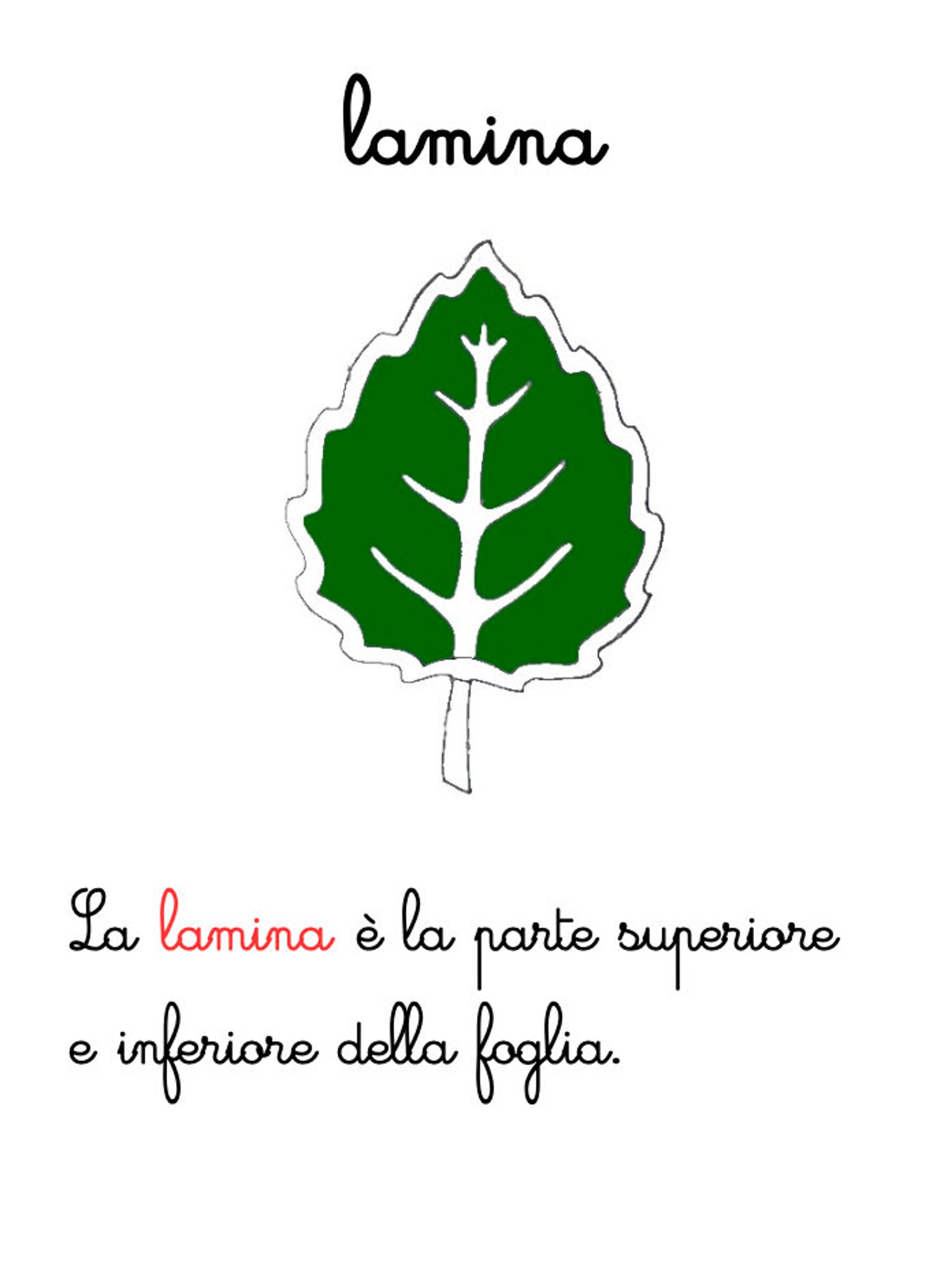 Montessori Nomenclature, Booklet and Sheet of the Parts of the LEAF - Etsy