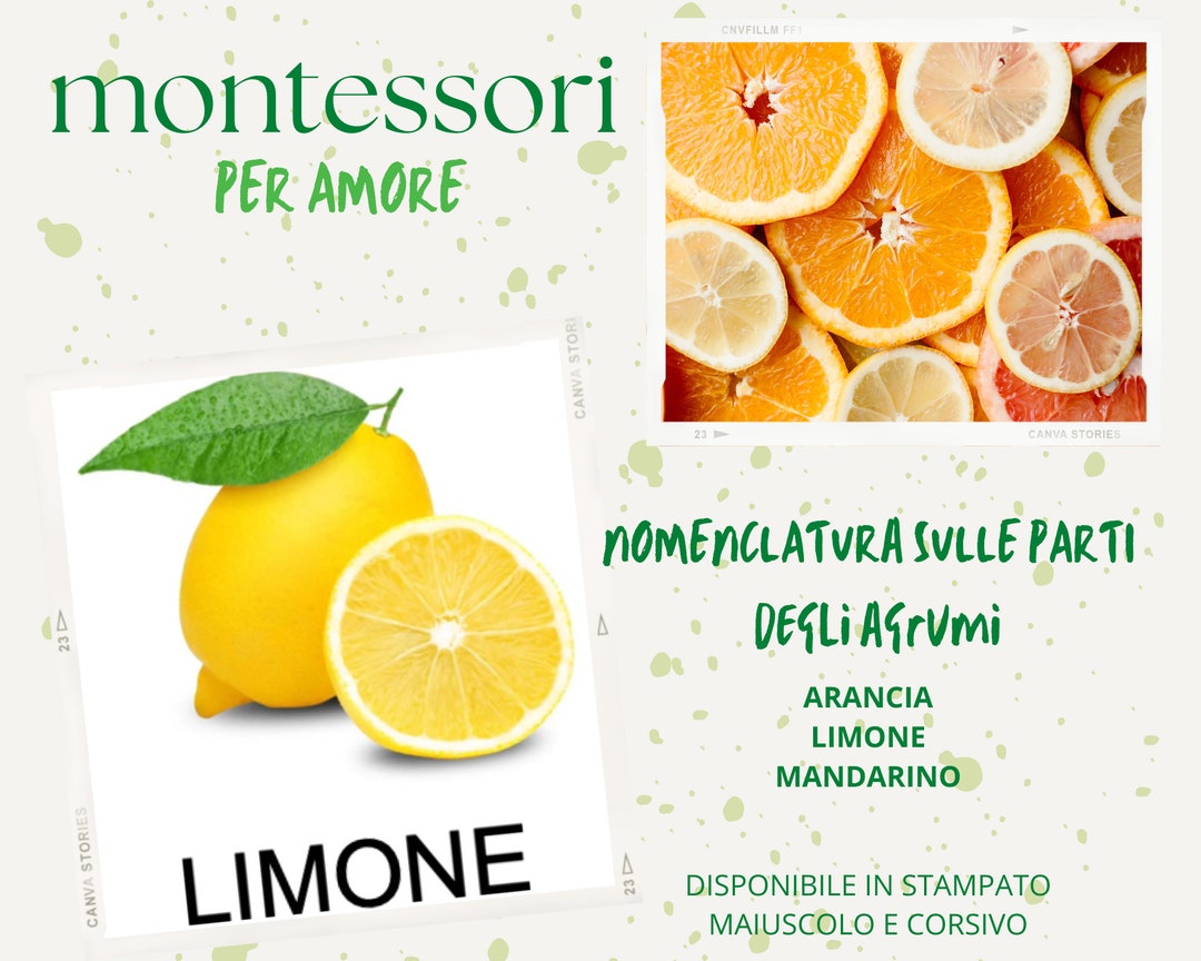 Nomenclatures of the Parts of Citrus Fruits - Etsy