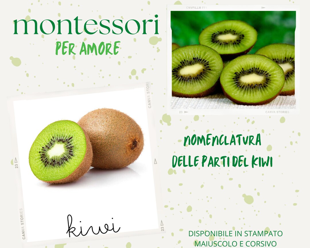 Nomenclature of the Parts of the KIWI - Etsy