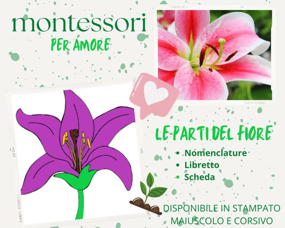 Nomenclatura Montessori Libretto E Scheda Delle Parti Del - Etsy