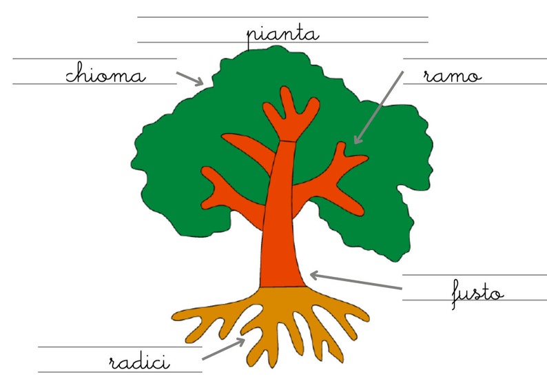 Montessori Nomenclature, Booklet and Sheet of the Parts of the PLANT - Etsy
