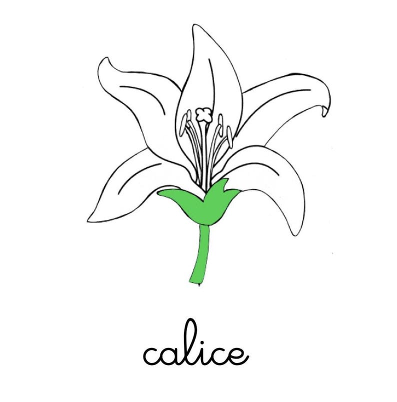 Montessori Nomenclature, Booklet and Parts Sheet of LEAF, PLANT AND ...