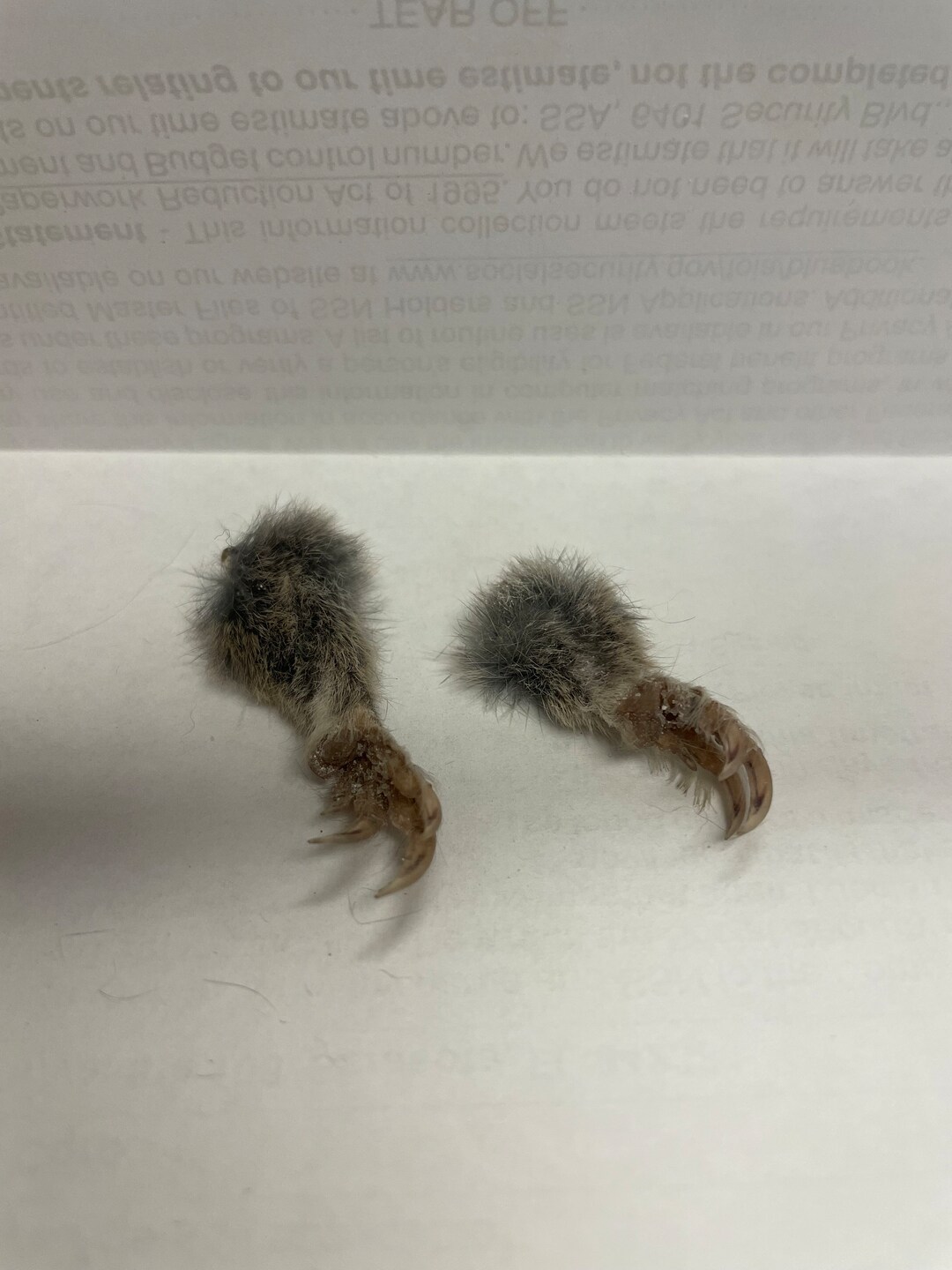 2 Real Mummified Pocket Gopher Feet natural History, Taxidermy ...