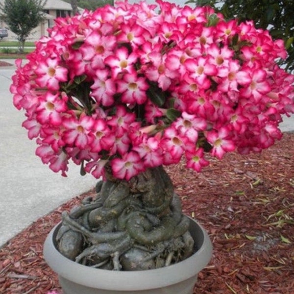 Desert Rose Bonsai - Etsy