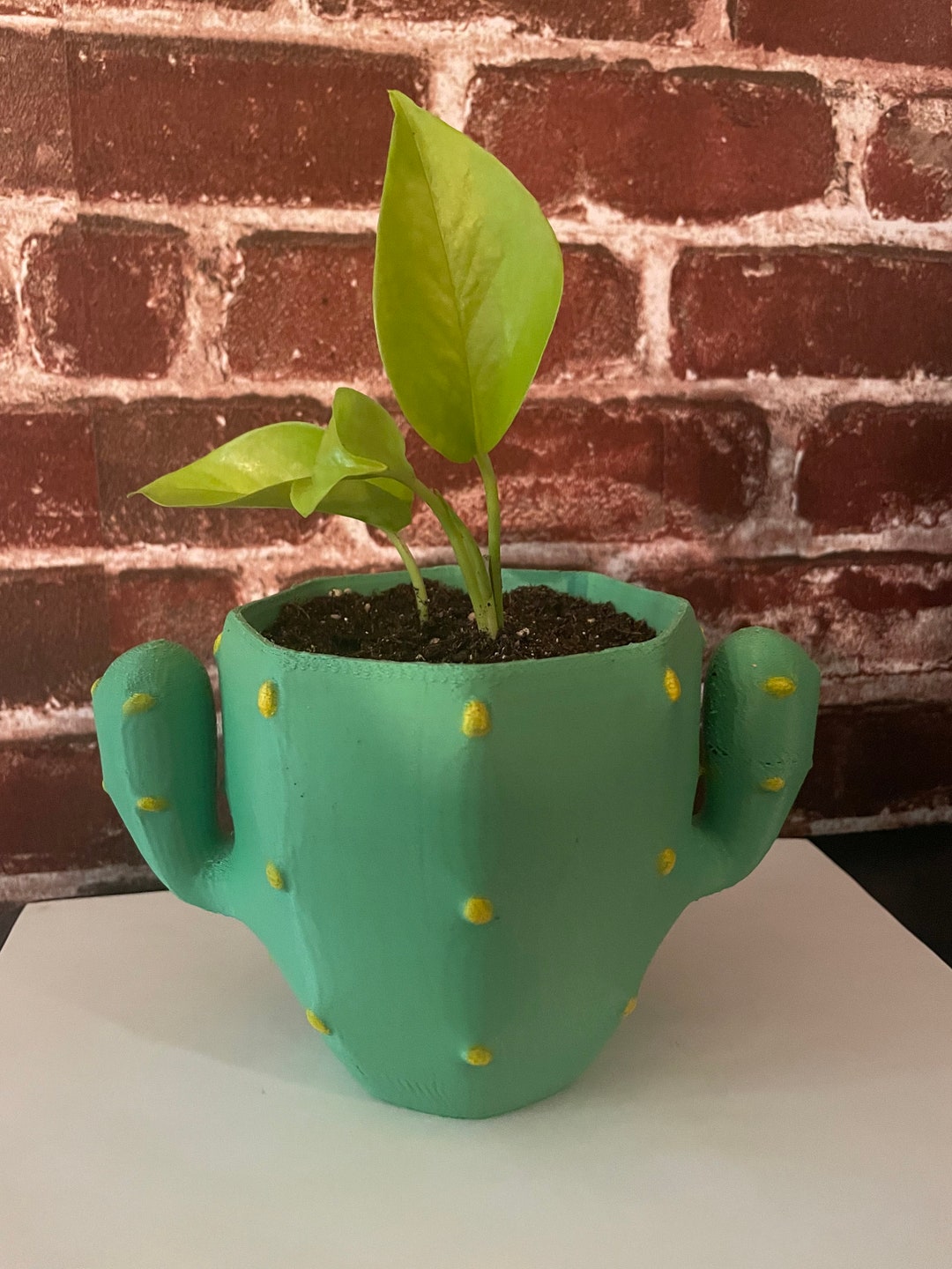 Cactus Planter Gift - Etsy