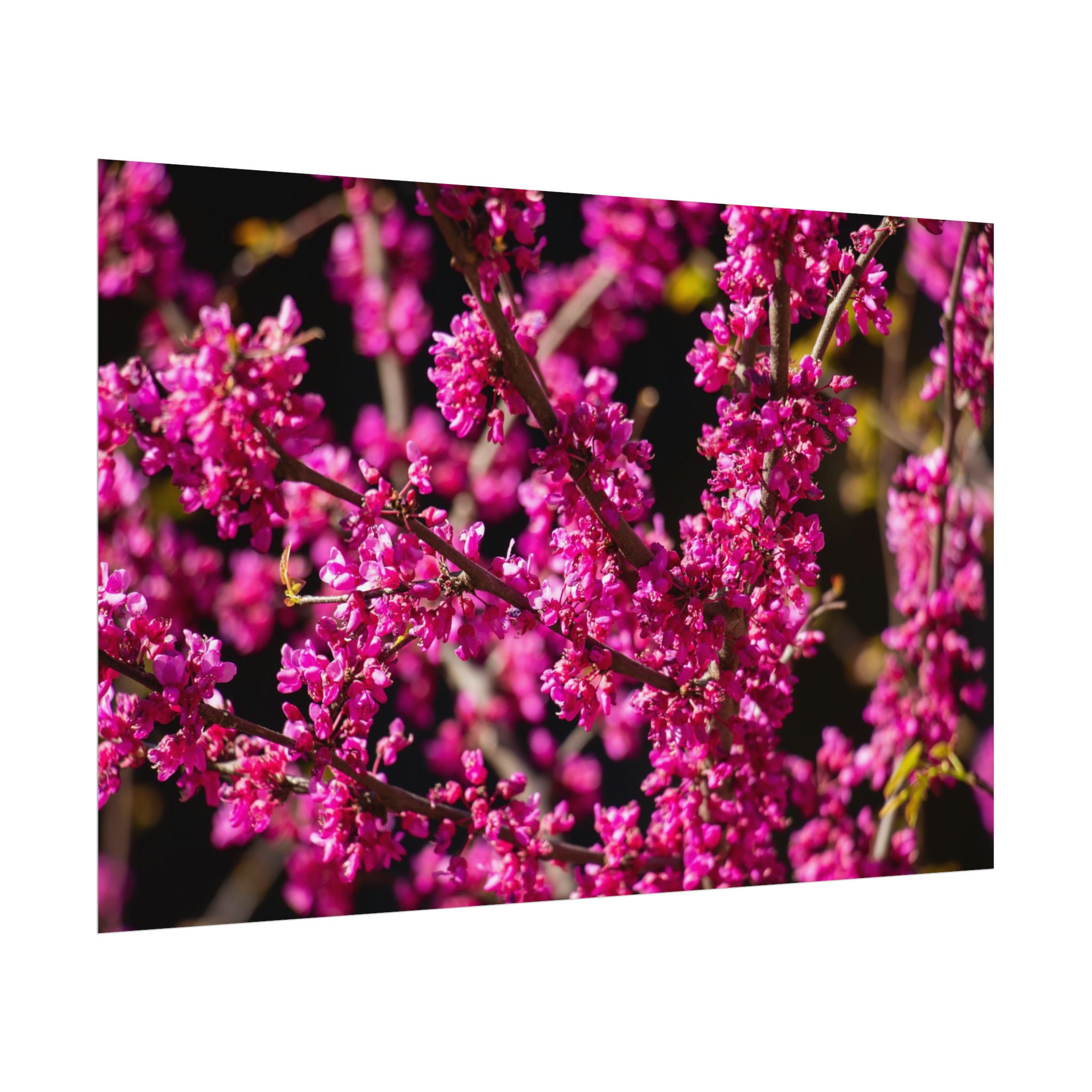 Flowers Poster - Etsy