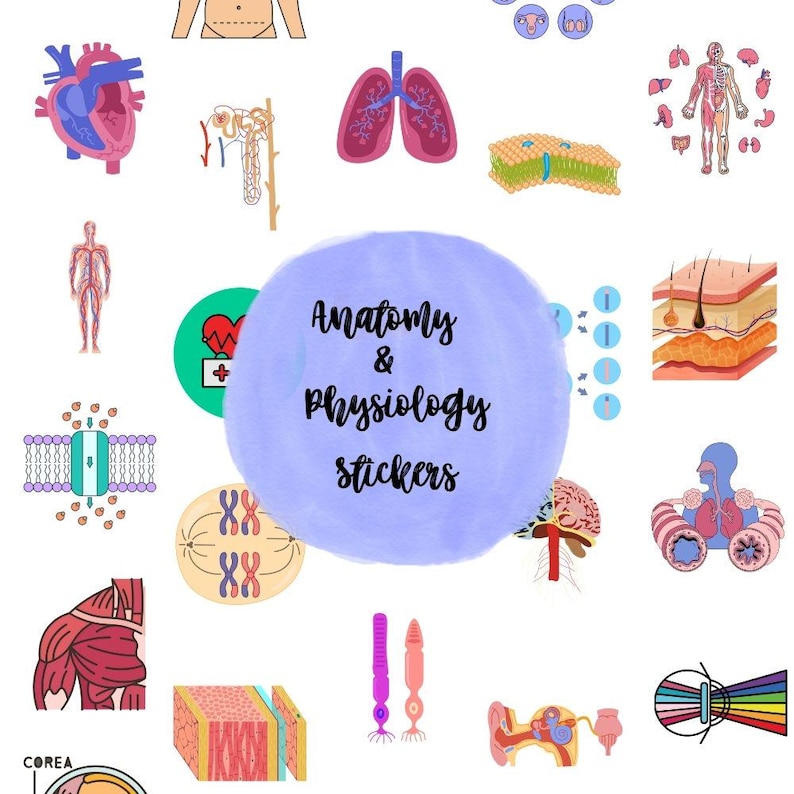 Anatomy & Physiology 200+ Stickers Digital Stickers Goodnotes Sticker ...