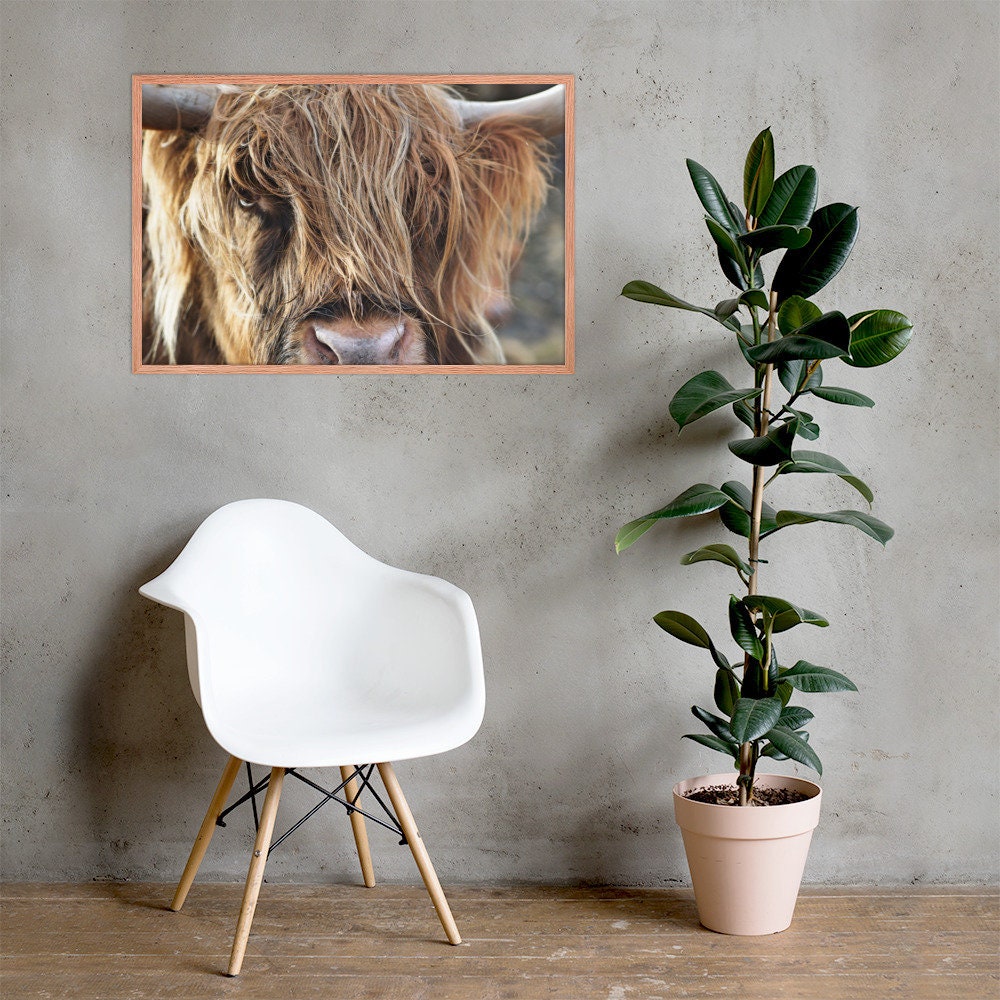 Highland Cow Poster - Etsy