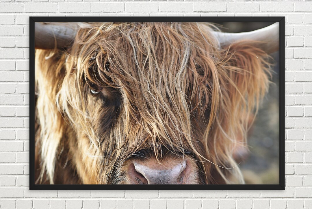 Highland Cow Poster - Etsy