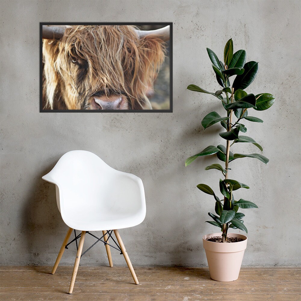 Highland Cow Poster - Etsy