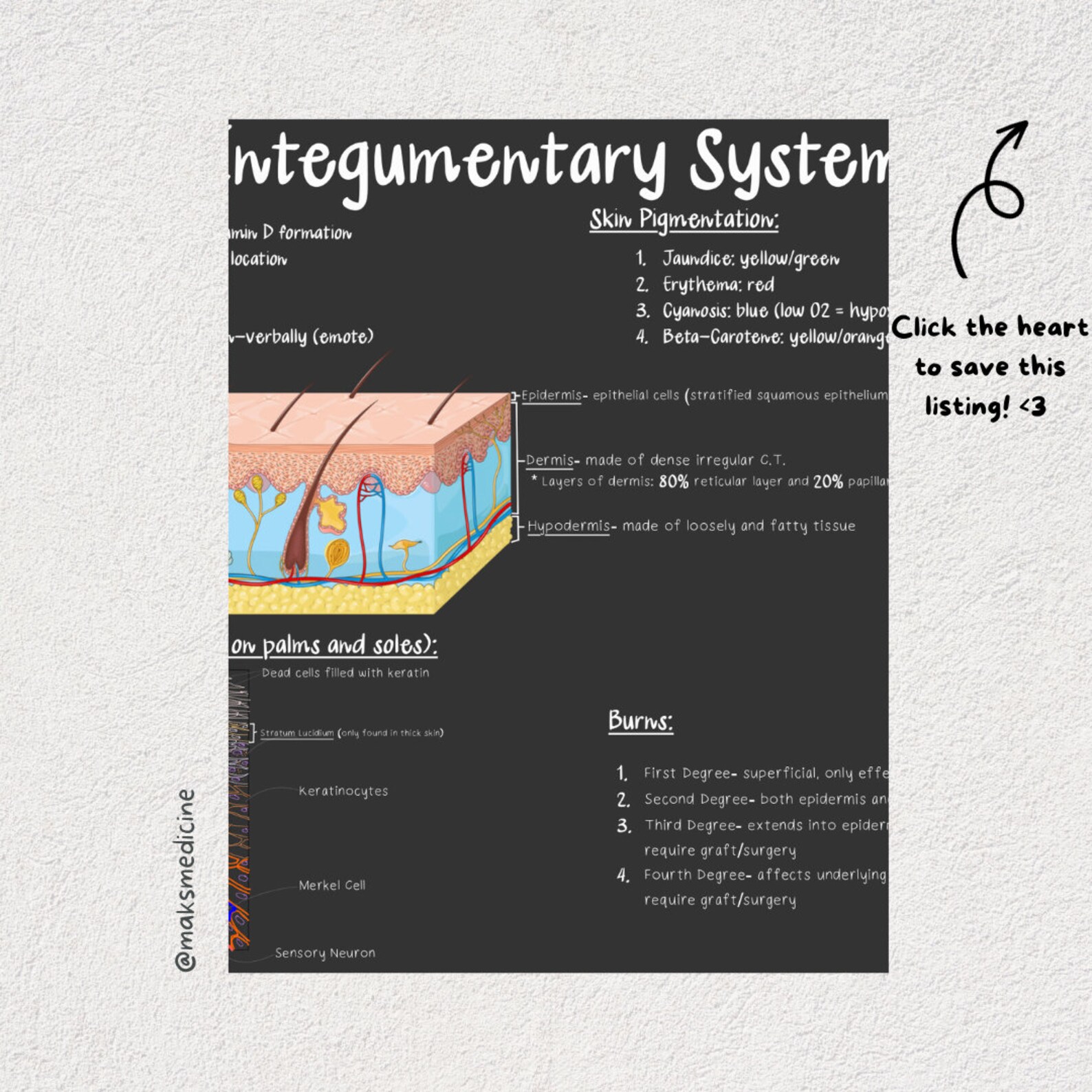 Digital Integumentary System Notes | Anatomy & Physiology| Premed ...