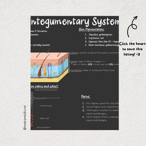 Digital Integumentary System Notes | Anatomy & Physiology| Premed ...
