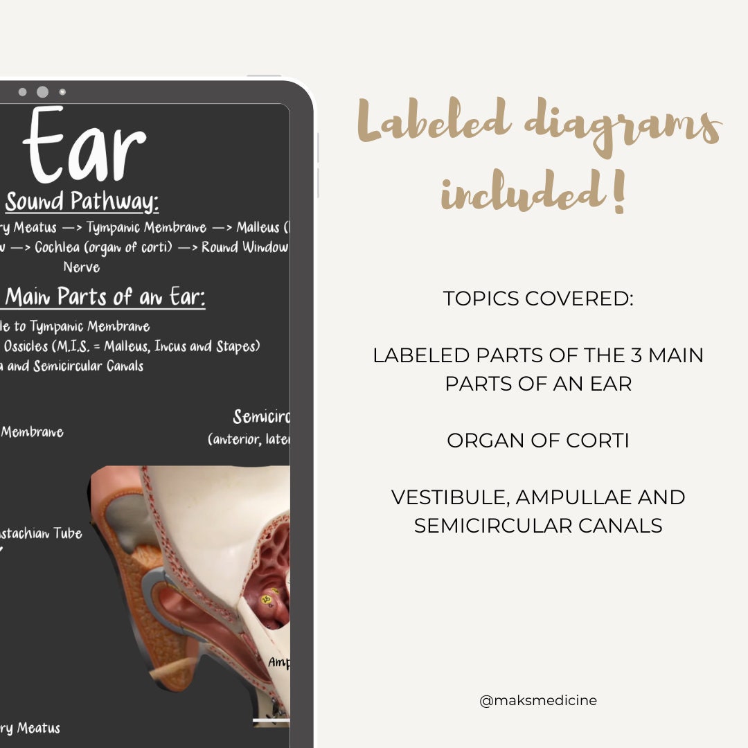Digital Ear Anatomy & Physiology Notes | Prepa | Premed | Nursing - Etsy