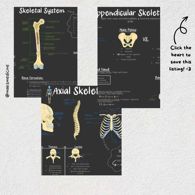 Digital Skeletal System Notes | Anatomy| Physiology | Premed| Prepa ...