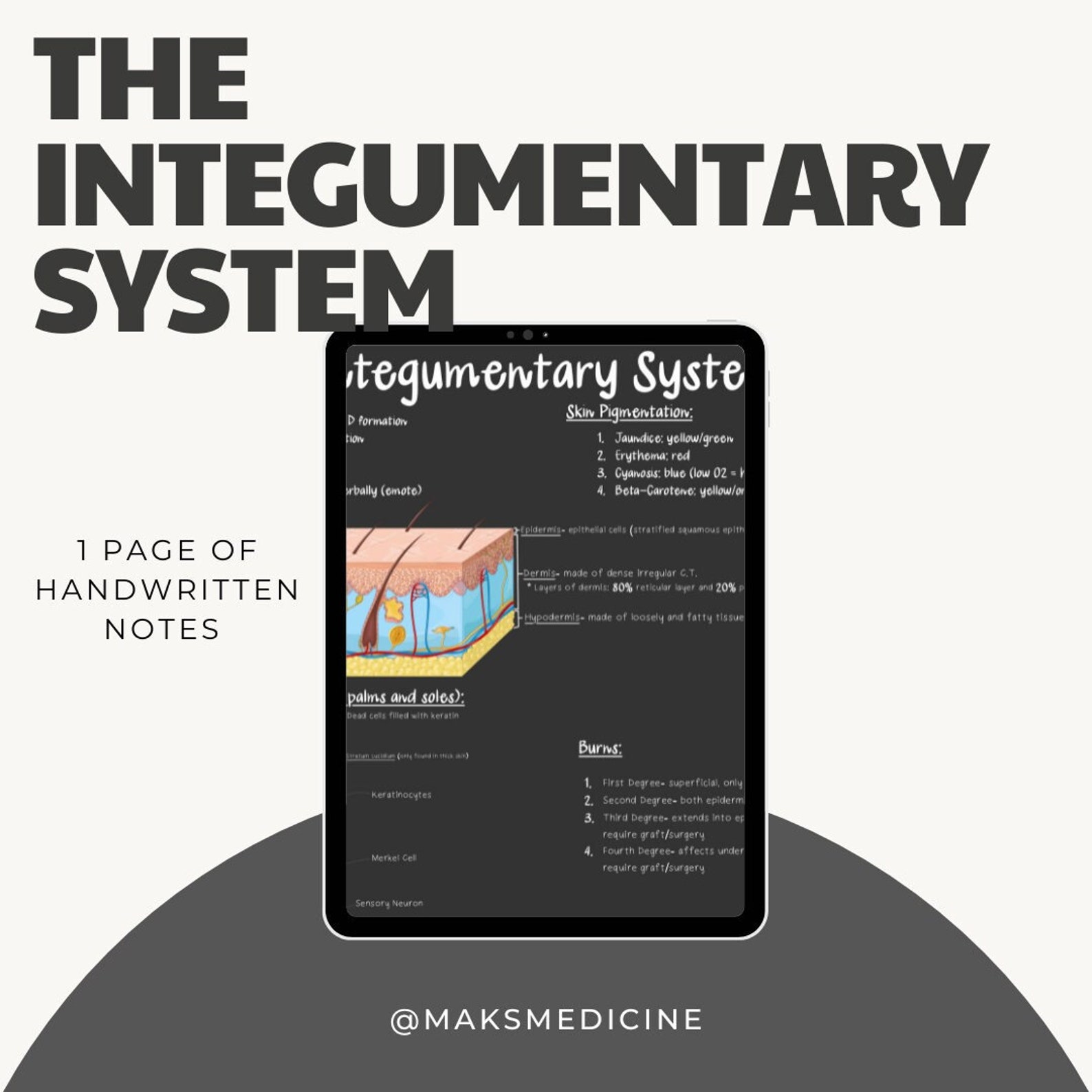Digital Integumentary System Notes Anatomy & Physiology Premed Prepa ...