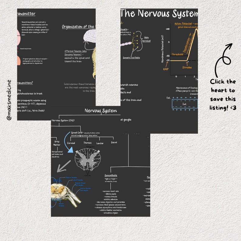 Digital Nervous System Notes | Prepa | Premed | Nursing - Etsy