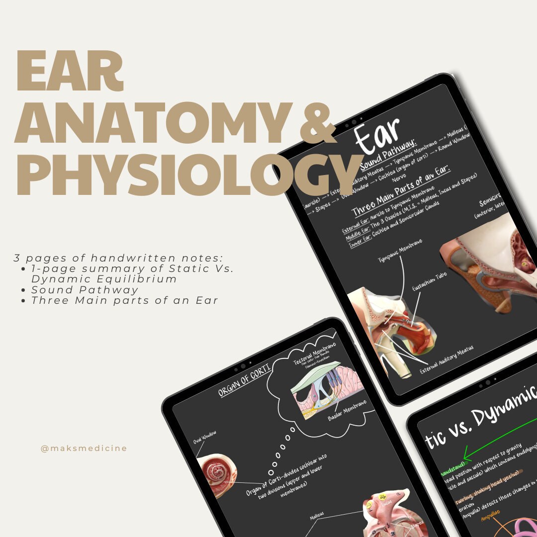 Digital Ear Anatomy & Physiology Notes | Prepa | Premed | Nursing - Etsy