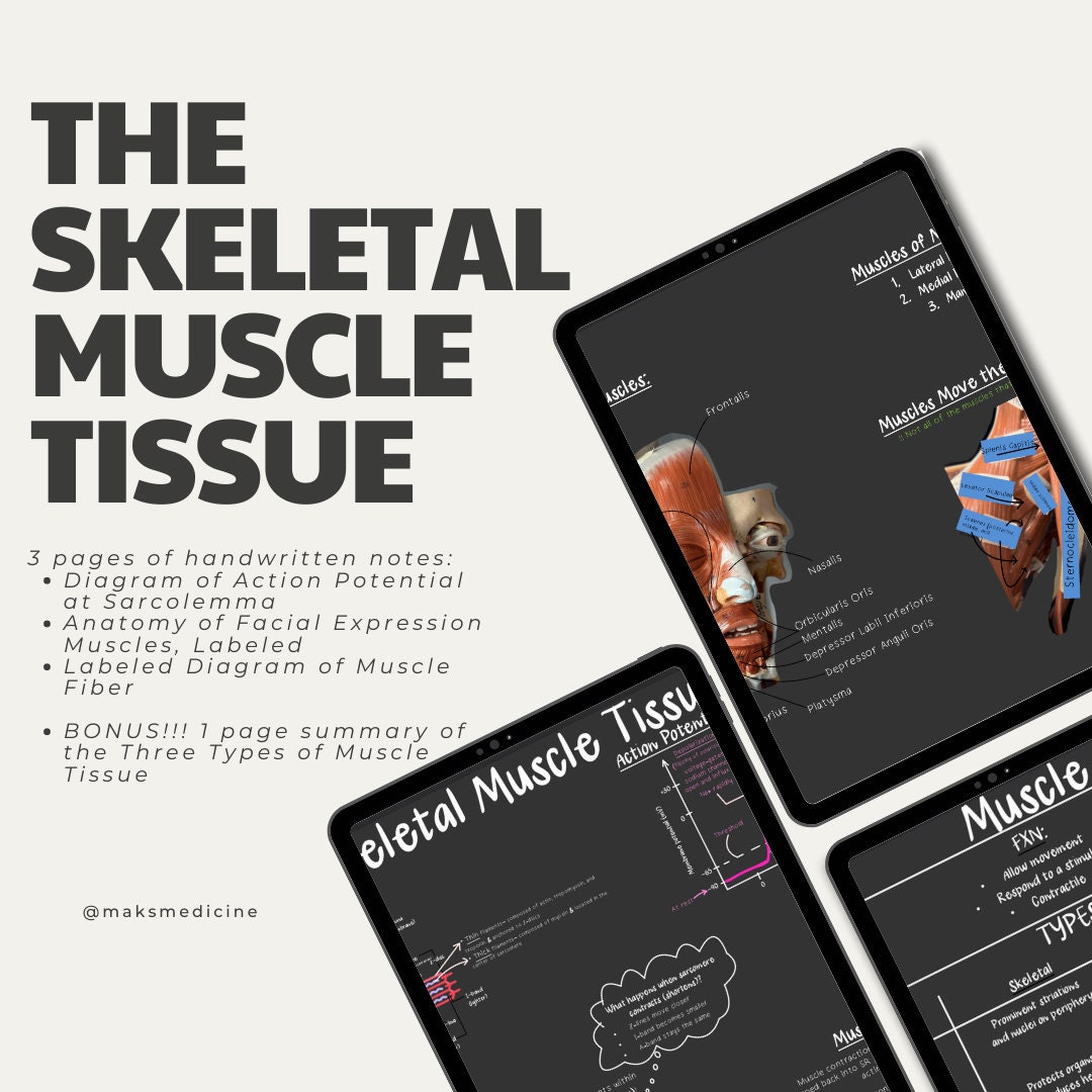 The Skeletal Muscle Tissue Notes | Anatomy and Physiology | Digital ...