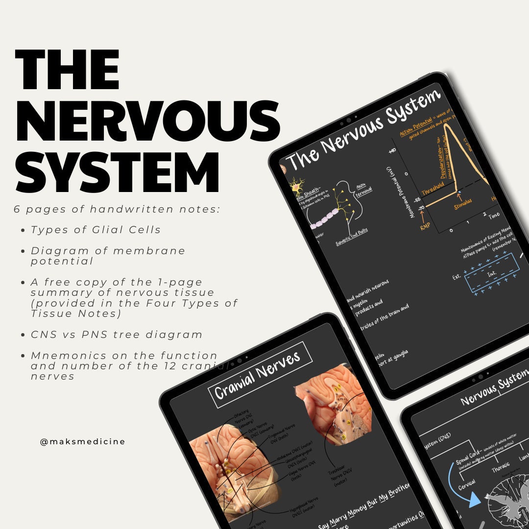 Digital Nervous System Notes | Prepa | Premed | Nursing - Etsy