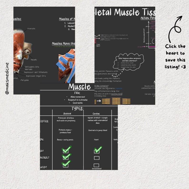 The Skeletal Muscle Tissue Notes | Anatomy and Physiology | Digital ...