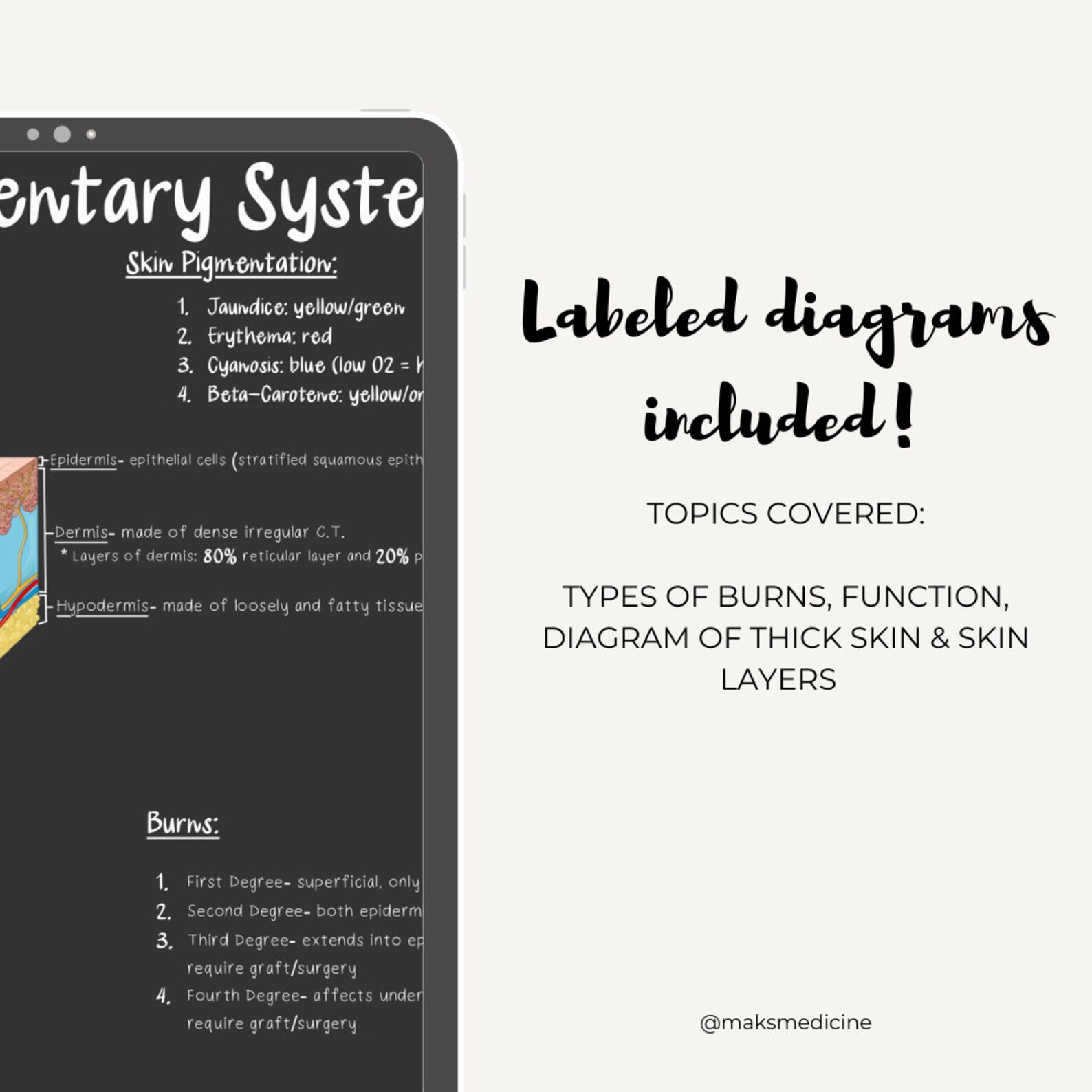 Digital Integumentary System Notes | Anatomy & Physiology| Premed ...