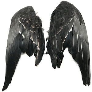 Complete Grey Goose Wings - per Pair - Etsy
