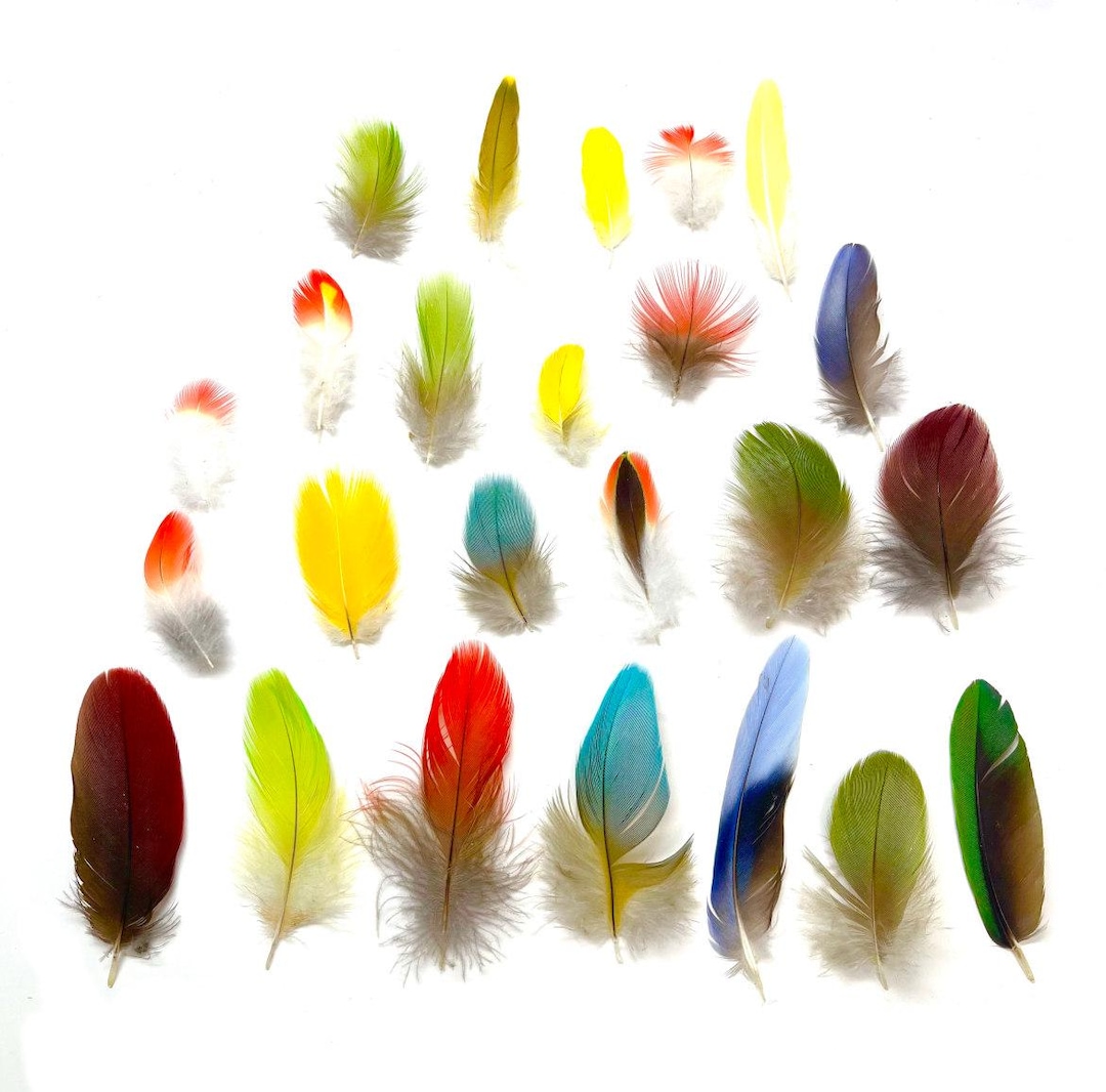 120 Pcs - 1"-3" Parakeet and Parrot Body Feather Mix (1/8 Oz) - Etsy