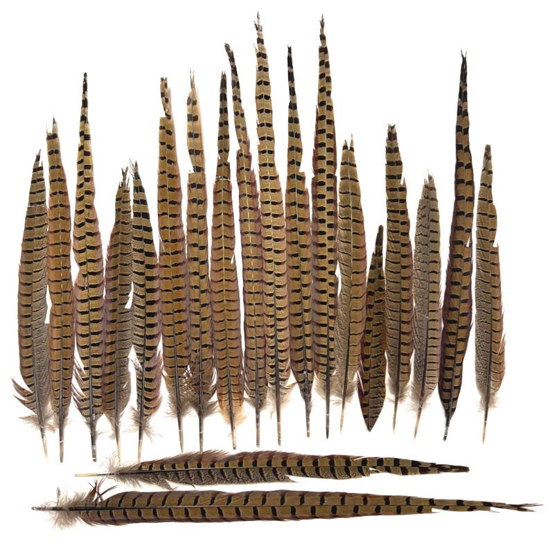 Bulk *flawed* Ringneck Pheasant Tail Feathers 12-22" - Etsy