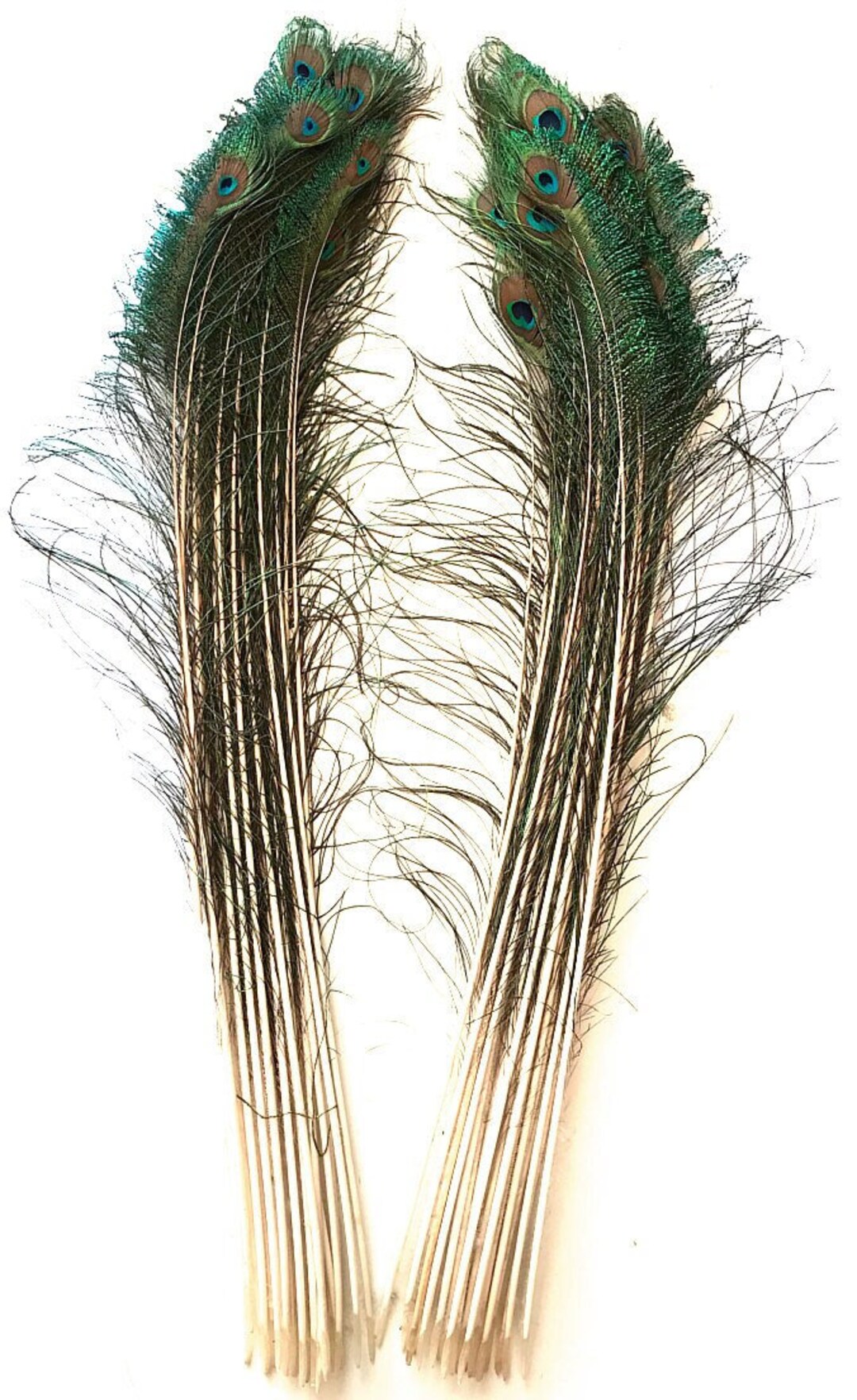 30-35” Peacock Swords With Eyes - per 24 Feathers - Etsy