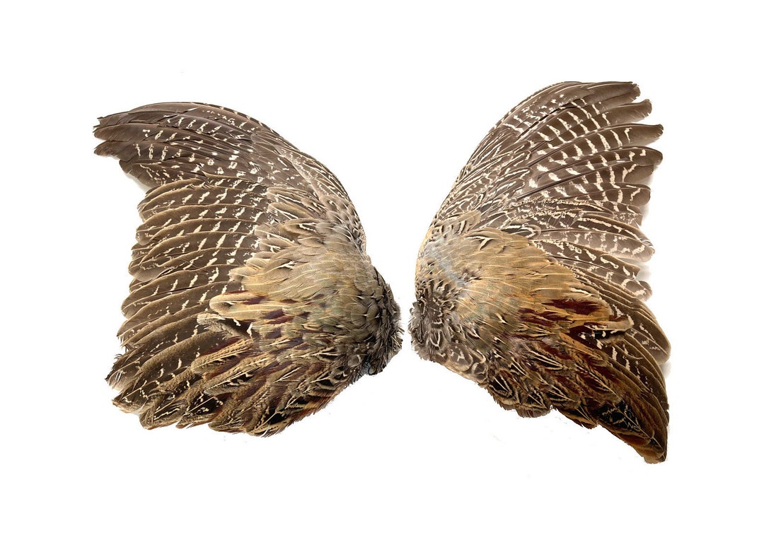 Ringneck Pheasant Complete Wings, Spread - per Pair - Etsy
