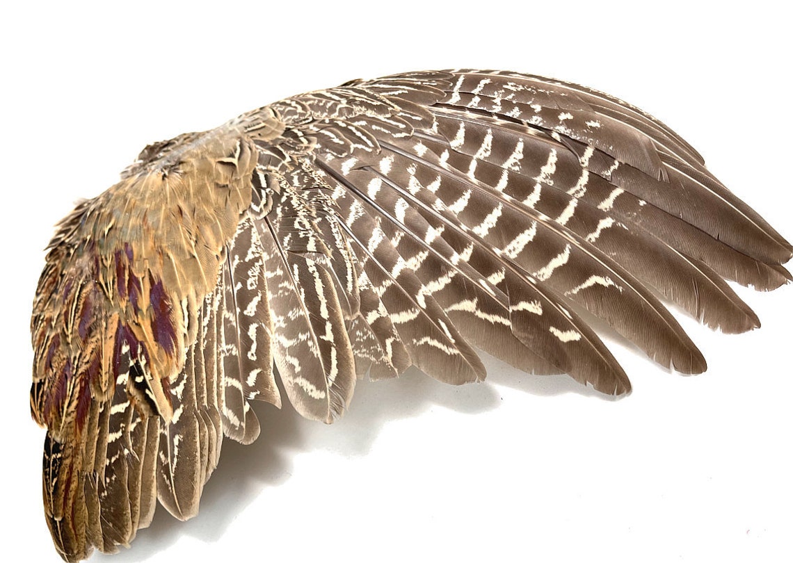 Ringneck Pheasant Complete Wings, Spread - per Pair - Etsy