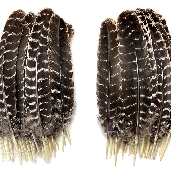 Wild Turkey Feathers - Etsy