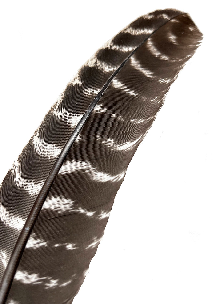 10-12" Bulk Barred Turkey Wing Feathers (RIGHTS ONLY): Ethically ...